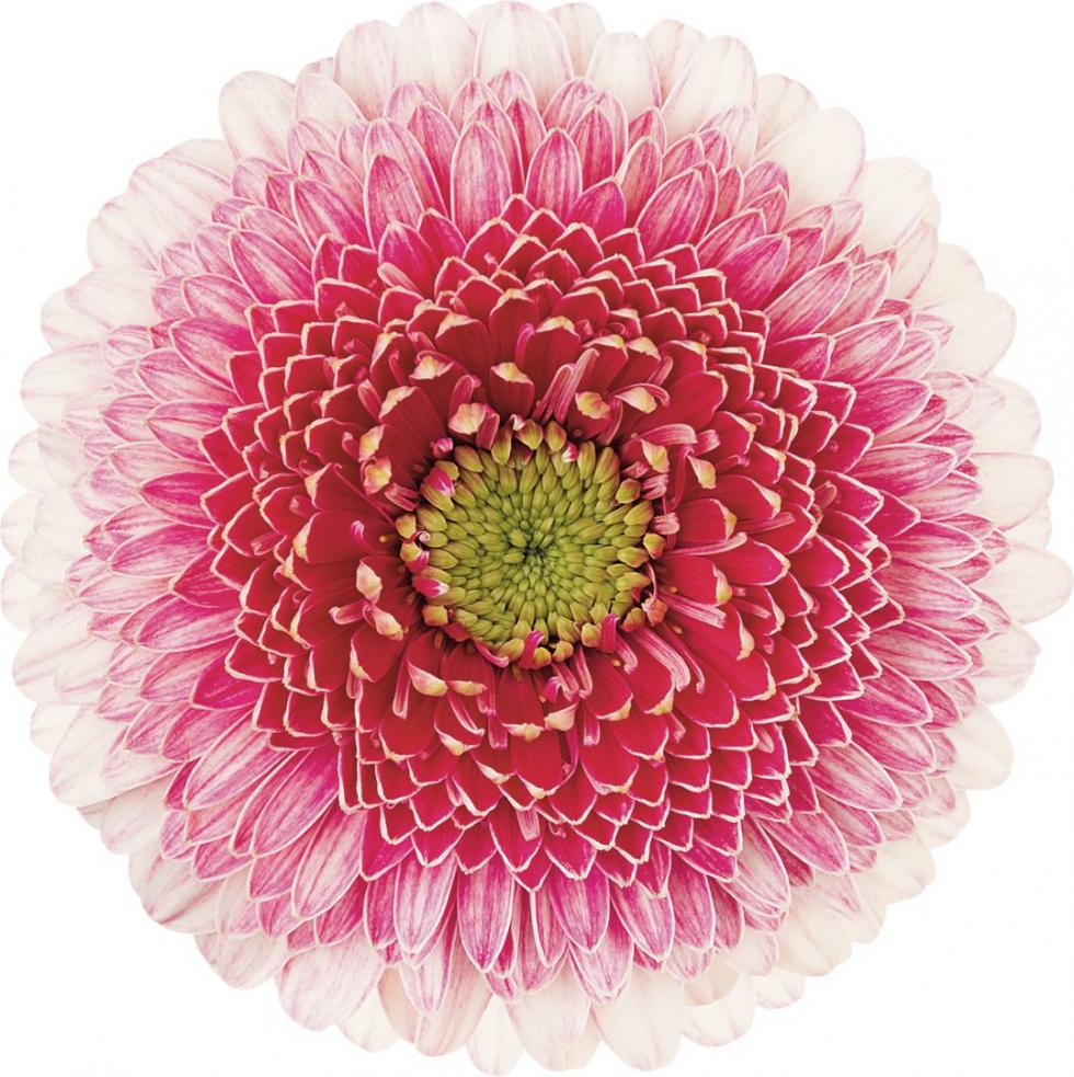 Gerberas | Christchurch Flower Growers :: K&L Nurseries