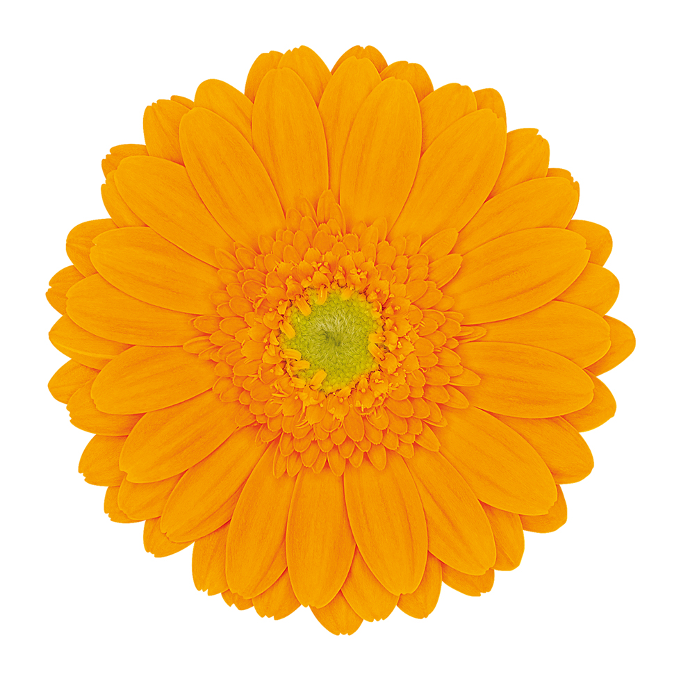 Gerberas | Christchurch Flower Growers :: K&L Nurseries