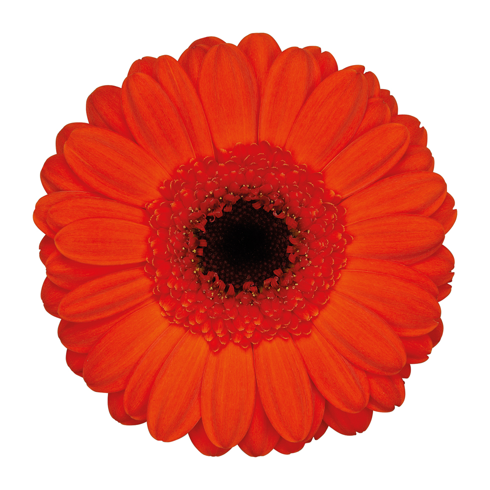 Gerberas | Christchurch Flower Growers :: K&L Nurseries